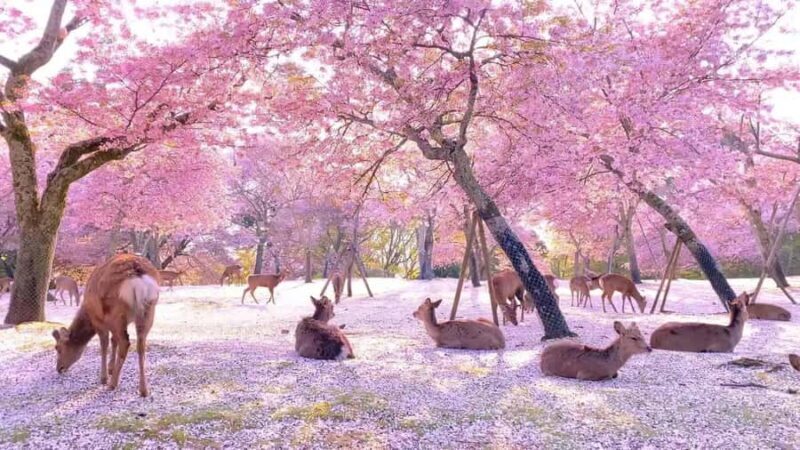 Osaka/Kyoto; Kyoto and Nara customizable Day Tour with Guide - Key Points