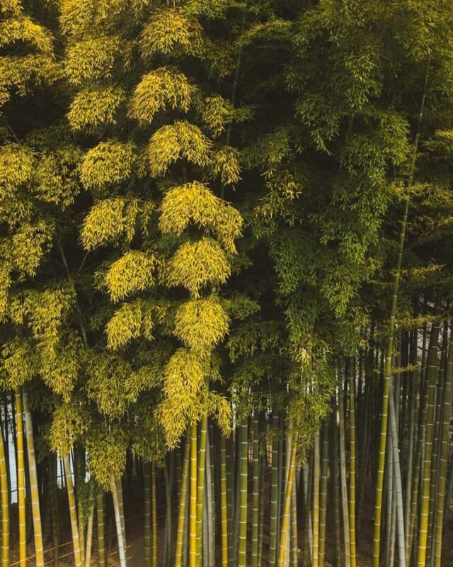 Osaka/Kyoto; Kyoto and Nara customizable Day Tour with Guide - Final Thoughts