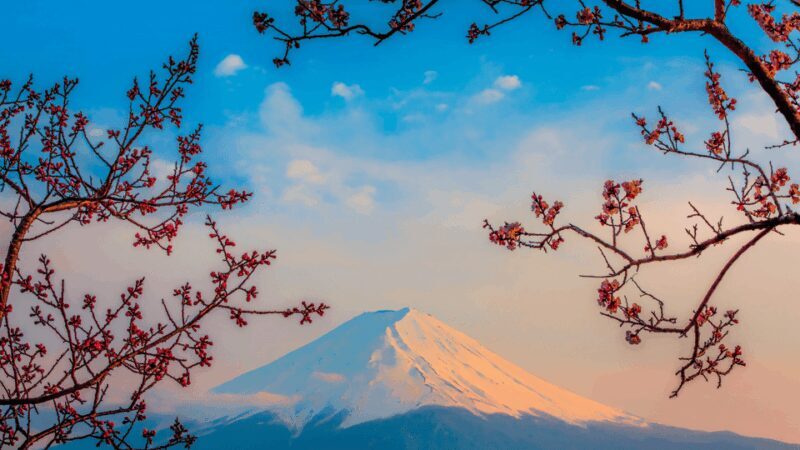 Osaka, Kyoto & Nara 5 Days Tour with Accomodation - Why This Tour Provides Real Value