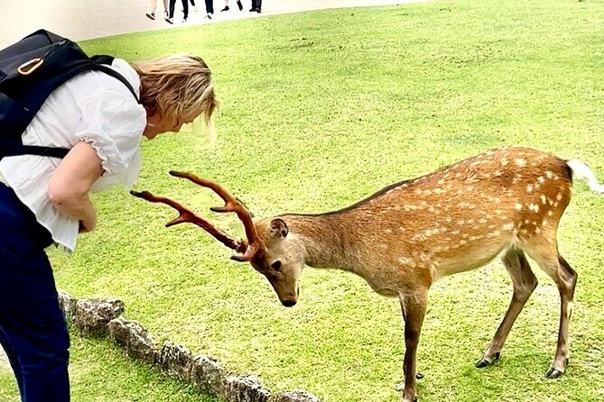 Osaka Kyoto Nara Private Transport with English Driver - What Travelers Are Saying (Based on Available Reviews)