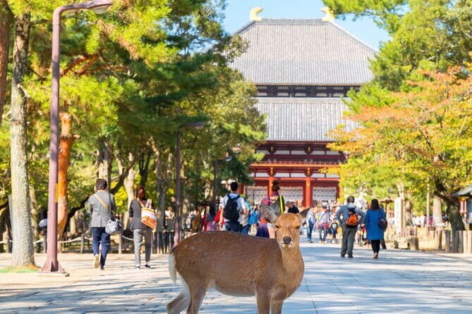 Osaka & Kyoto & Nara Top Hightlights English Speaking Tour - Transportation and Group Size