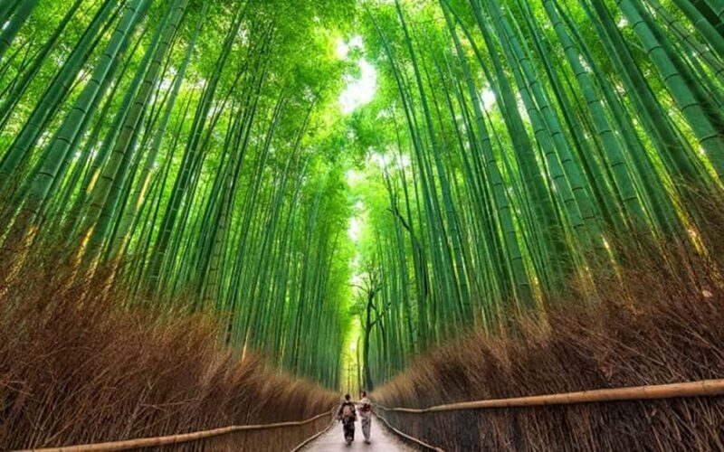 Osaka Kyoto: Nijo Castle, Nara, Arashiyama, Day Trip by Bus - What to Expect on This Day Adventure