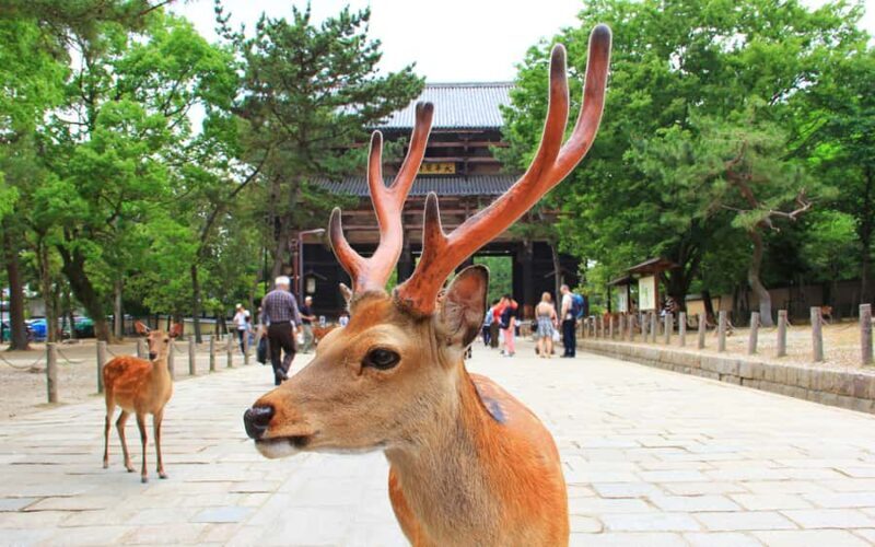 Osaka Kyoto: Nijo Castle, Nara, Arashiyama, Day Trip by Bus - Who Would Enjoy This Tour?
