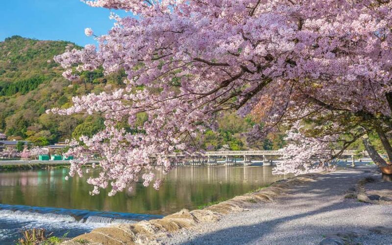 Osaka Kyoto: Nijo Castle, Nara, Arashiyama, Day Trip by Bus - Final Thoughts