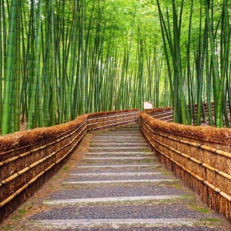 Osaka/Kyoto : Private Kyoto & Nara Customised Day Trip - A Day in Kyoto & Nara: What to Expect