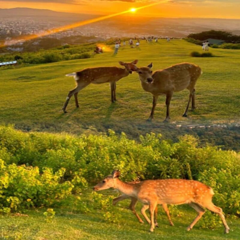 Osaka/Kyoto : Private Kyoto & Nara Customised Day Trip - Practical Tips for Making the Most of Your Day