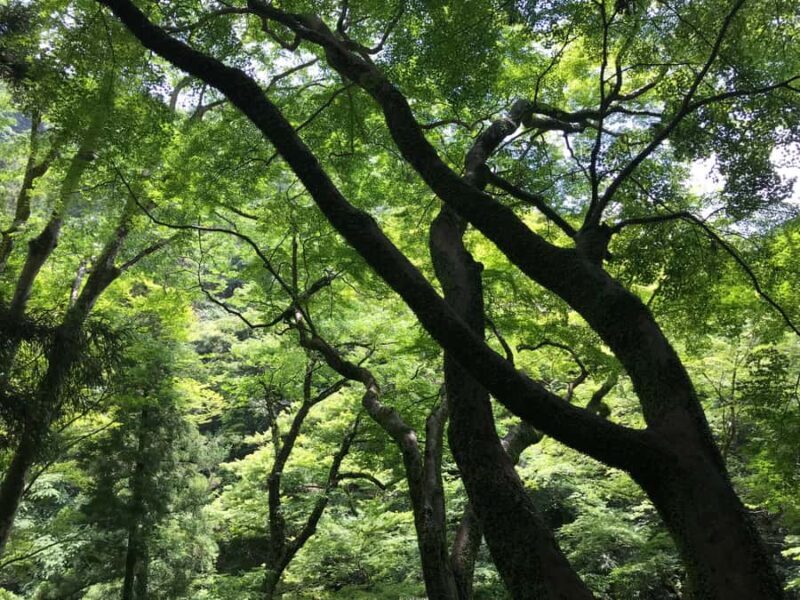 Osaka: Minoh Forest Walk & Giant Waterfall with Local Lunch - FAQ