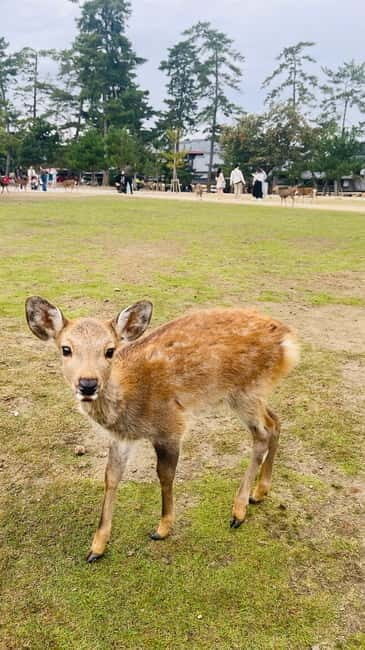 Osaka & Nara: Private Tour with English speaking guide - Final Thoughts: Is This Tour Right for You?