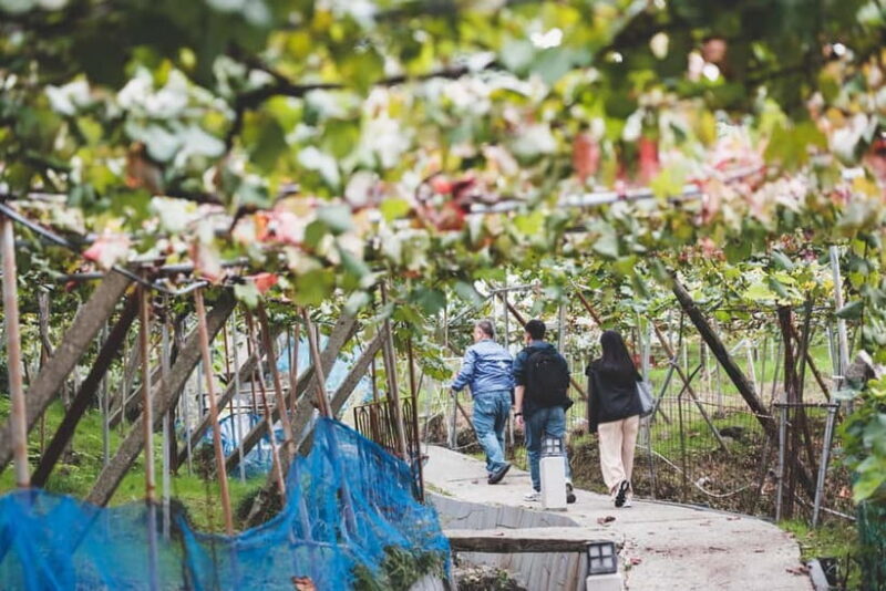 Osaka Winery Tour with Wine Tasting & Vineyard Walk - Key Points