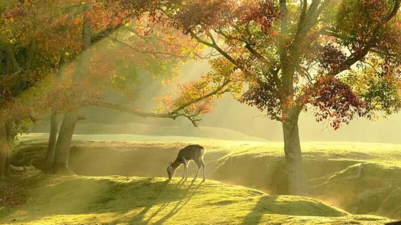 Osaka:Nara & Uji In-depth One-Day TourDeer Feeding - Key Points