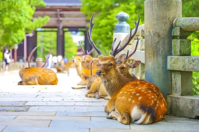 Osaka:Nara & Uji In-depth One-Day TourDeer Feeding - FAQ