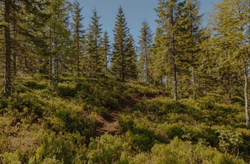 Oslo: Best View of the Oslofjord Hike - A Deep Dive into the Oslo Fjord View Hike