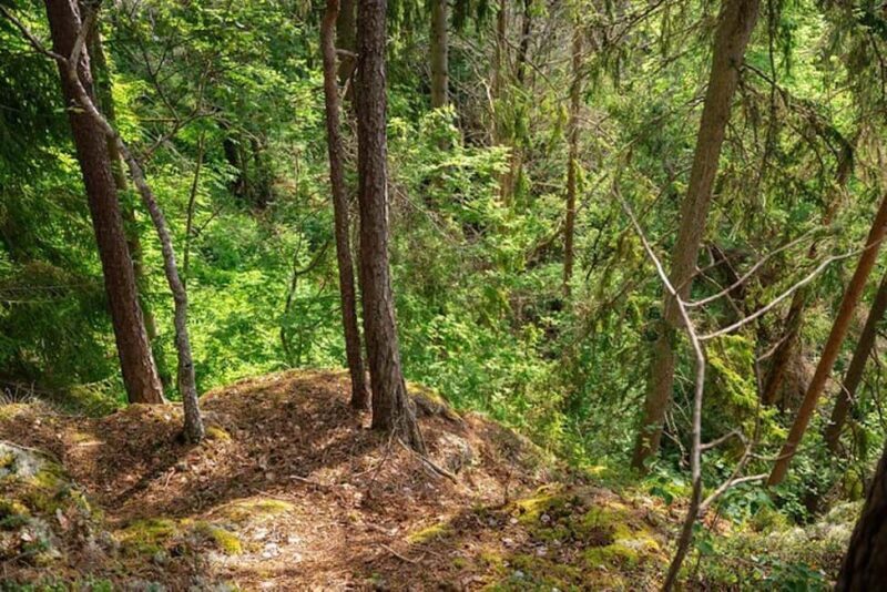 Oslo: Forest Hike with Guide & Husky - Oslo: Forest Hike with Guide & Husky – A Practical Guide