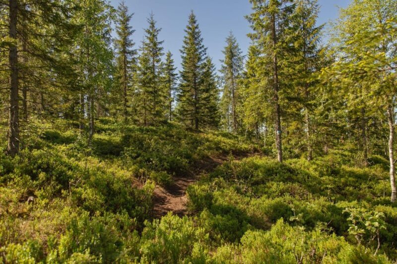 Oslo: Local Forest Cabin, Fresh Pastries and Lake Swim - Who Will Love This Tour?