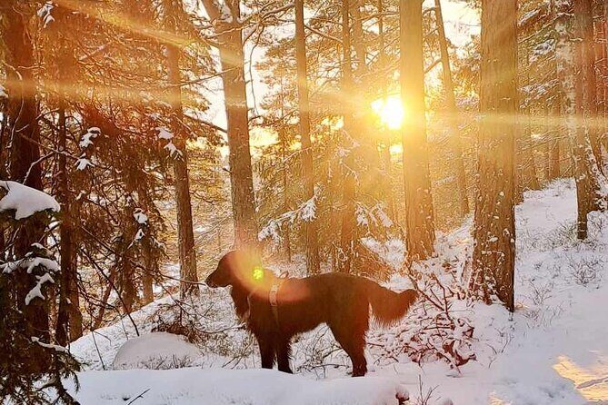 Oslo: Scenic Forest Hike with Dog & Local Guide - The Full Itinerary: What to Expect Step-by-Step