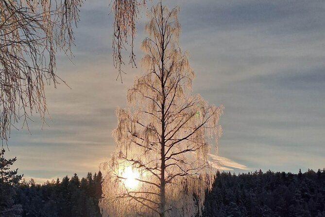 Oslo: Scenic Forest Hike with Dog & Local Guide - Including What Matters: What’s Included & What You Should Know