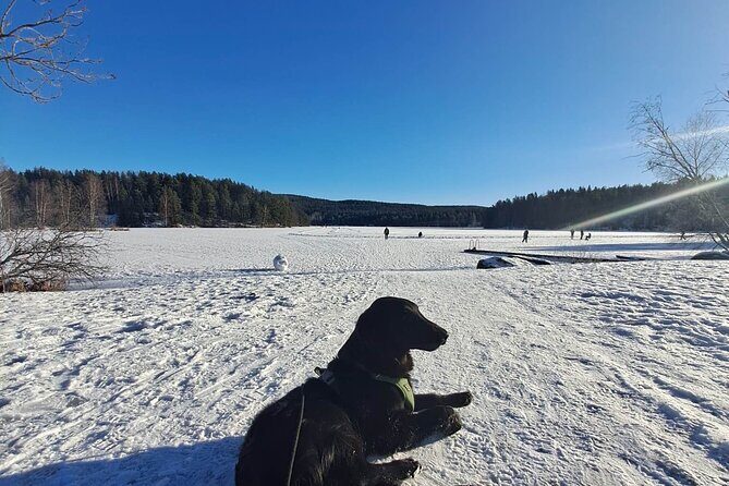 Oslo: Scenic Forest Hike with Dog & Local Guide - Summary: Why This Tour is a Great Pick