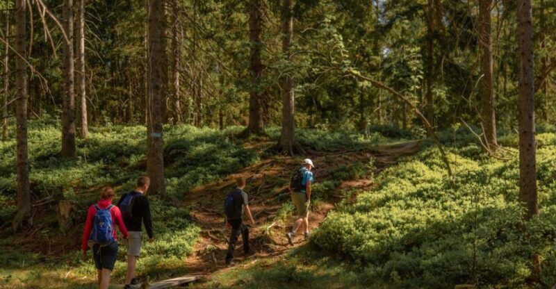 Oslo: Skjennungstoppen Wildlife Forest Hiking Tour - Key Points