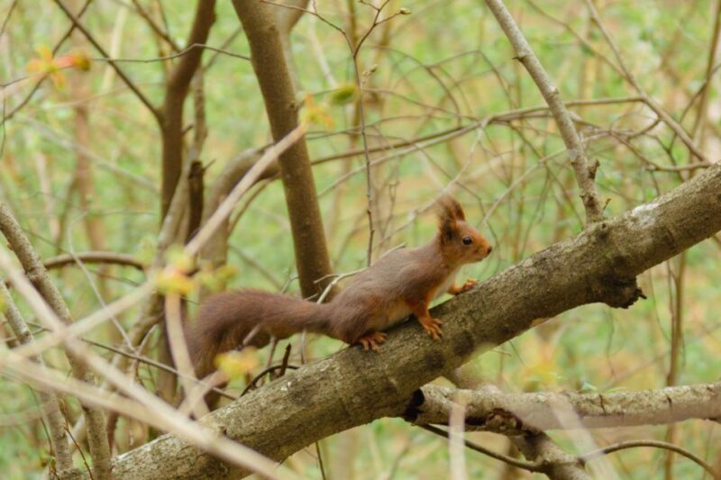 Oslo: Skjennungstoppen Wildlife Forest Hiking Tour - What to Expect From the Experience