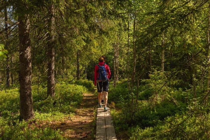 Oslo: The Magical Norwegian Woods Tour - A Closer Look at the Adventure