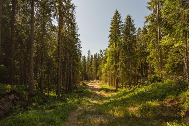 Oslo: The Spectacular Holmenkollen Walk - Key Points