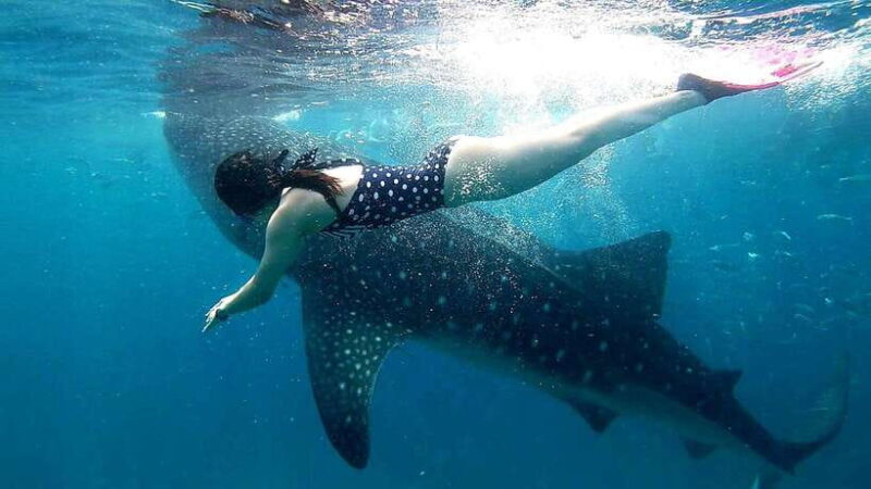 Oslob Cebu: Whale Shark Watching Day Tour - An in-depth look at the Oslob Whale Shark Watching Tour