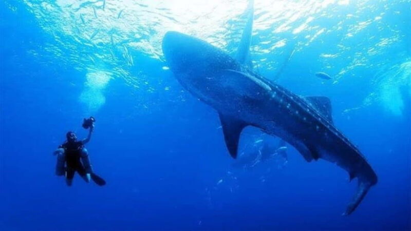 Oslob Cebu: Whaleshark Scuba Diving & Sumilon Sanctuary - Key Points:
