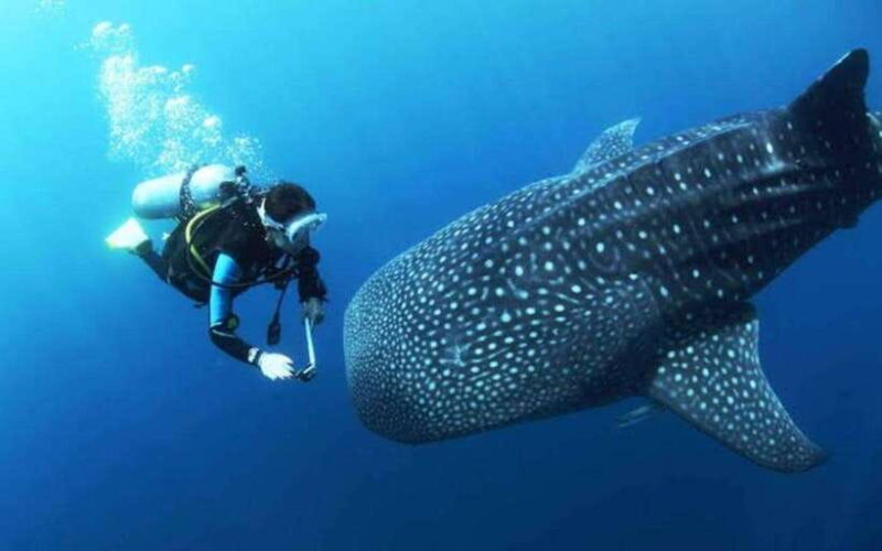 Oslob Cebu: Whaleshark Scuba Diving & Sumilon Sanctuary - Introduction: A Marine Adventure Worth Considering
