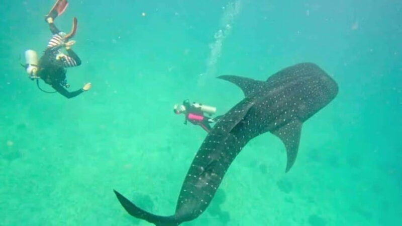 Oslob Cebu: Whaleshark Scuba Diving & Sumilon Sanctuary - The Value of the Tour: Breaking Down the Cost