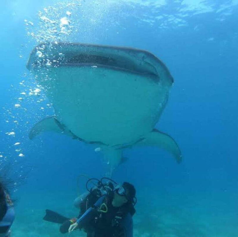 Oslob Cebu: Whaleshark Scuba Diving & Sumilon Sanctuary - What Reviews Say About the Experience