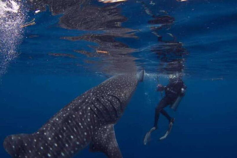 Oslob Cebu: Whaleshark Scuba Diving & Sumilon Sanctuary - Tips for Making the Most of This Tour