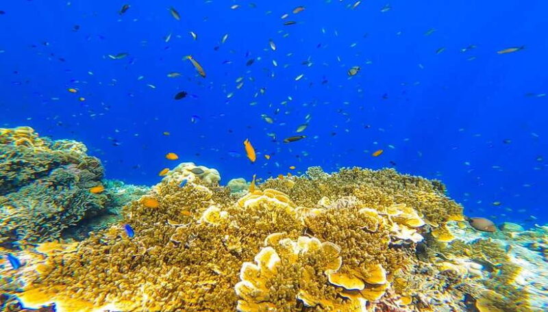 Oslob: Sumilon Sand Bar, Whale Sharks & Sardines Snorkeling - An Extensive Breakdown of Your Day
