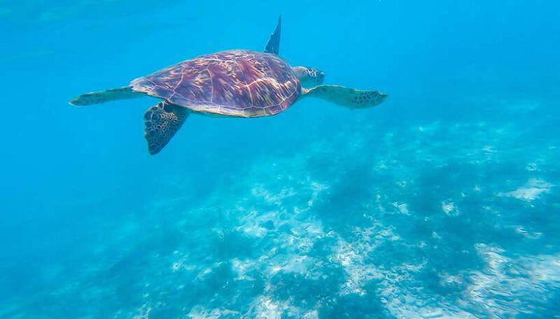 Oslob: Sumilon Sand Bar, Whale Sharks & Sardines Snorkeling - A Balanced Look at the Experience