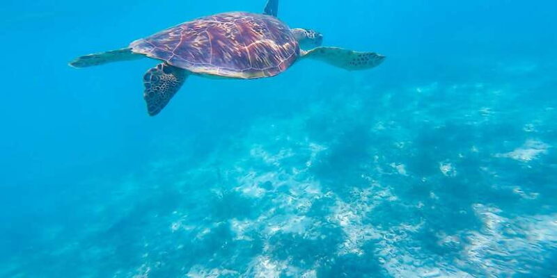 Oslob: Sumilon Sand Bar, Whale Sharks & Sardines Snorkeling - Frequently Asked Questions