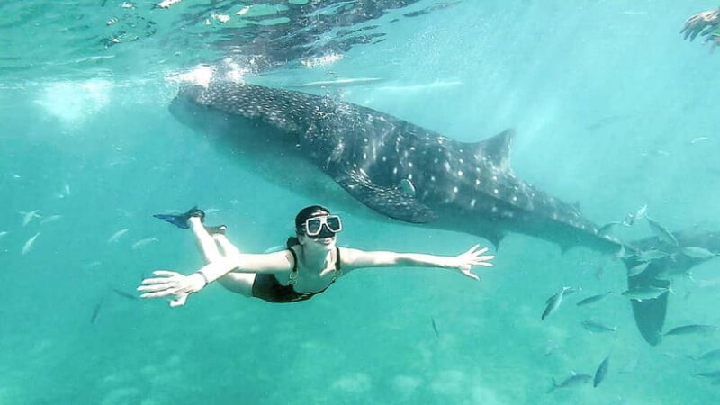 Oslob Whale Shark, Aguinid Falls & Moalboal Snorkeling - An In-Depth Look at the Tour