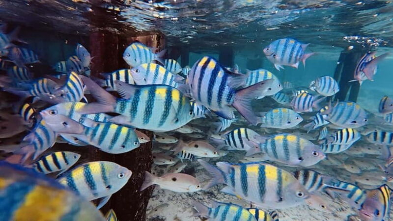 Oslob Whale Shark, Aguinid Falls & Moalboal Snorkeling - Who Will Love This Tour?