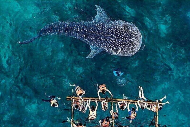 Oslob: Whale Shark Encounter, Ka-Treasure Falls & Simala - An In-Depth Look at the Tour Experience