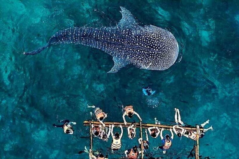 Oslob: Whale Shark Encounter, Ka-Treasure Falls & Simala - FAQ