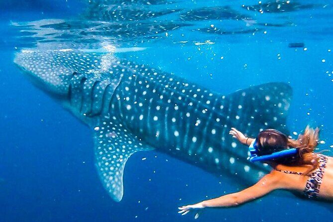 Oslob Whale Shark Encounter, Moalboal Turtles & Monkey Sanctuary - A comprehensive look at the tour’s highlights and what you’ll really experience