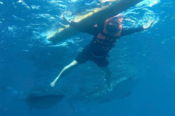 Oslob Whale Shark Snorkeling & Kawasan Canyoning Tour - Introduction: Why You Should Consider This Tour