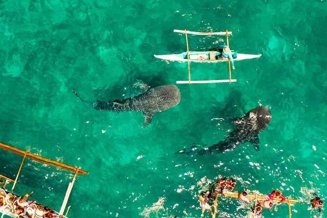 Oslob Whale Shark Snorkeling & Kawasan Canyoning Tour - Frequently Asked Questions