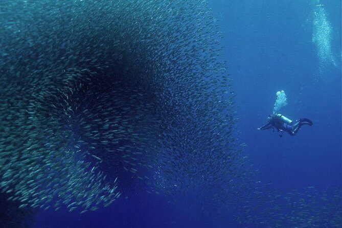 Oslob Whale Shark Snorkeling & Pescador & Sardine Run & Turtle - A Deep Dive Into What This Tour Offers