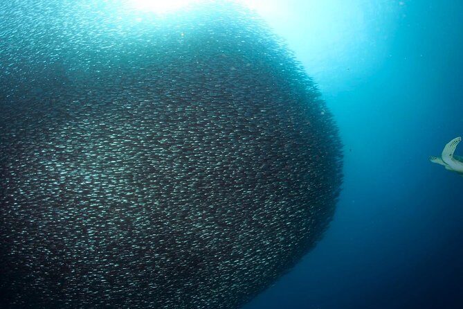 Oslob Whale Shark Snorkeling & Pescador & Sardine Run & Turtle - FAQs