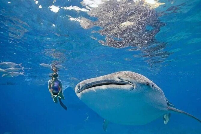 Oslob Whale Shark Snorkeling & Tumalog Falls with Osmeña Peak - Introduction