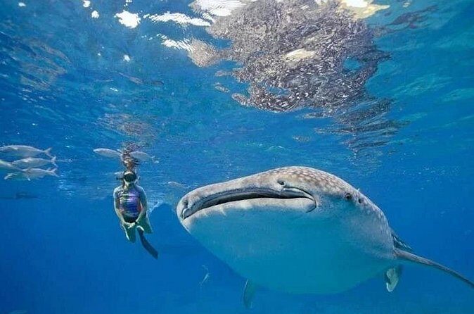 Oslob Whale Shark Snorkeling & Tumalog Falls with Osmeña Peak - Final Thoughts