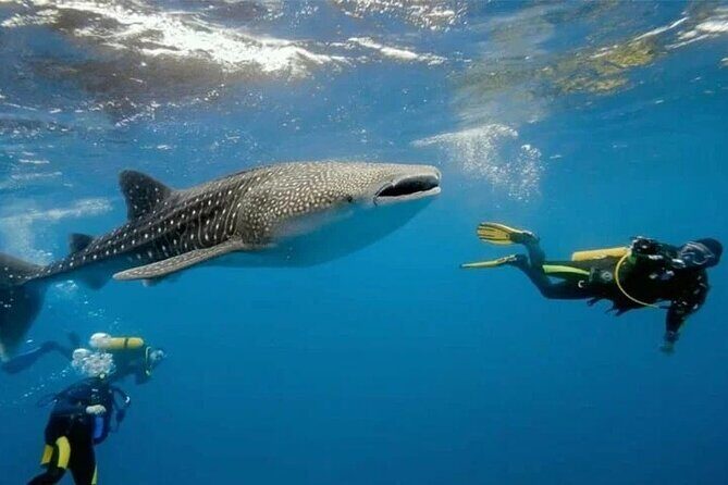 Oslob Whale Shark Snorkeling & Tumalog Falls with Osmeña Peak - FAQ