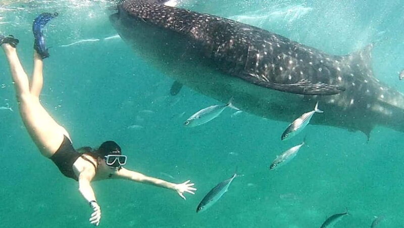 Oslob: Whale Shark Swim & Aguinid Falls Adventure Tour - Key Points