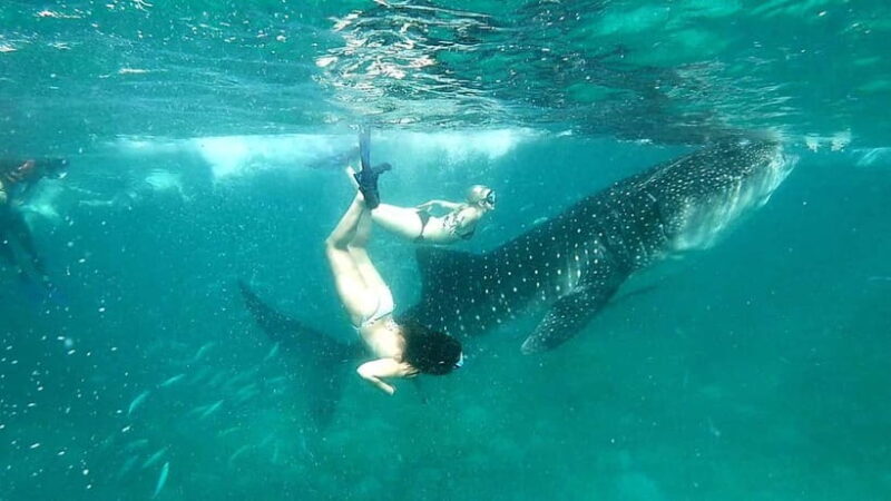 Oslob: Whale Shark Swim & Aguinid Falls Adventure Tour - An In-Depth Look at the Tour Experience