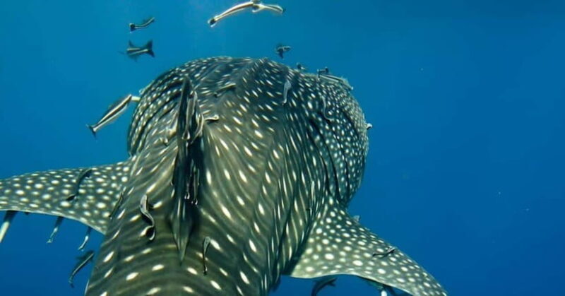 Oslob: Whale Shark Swim & Snorkeling Experience Tour - An In-Depth Look at the Oslob Whale Shark Experience