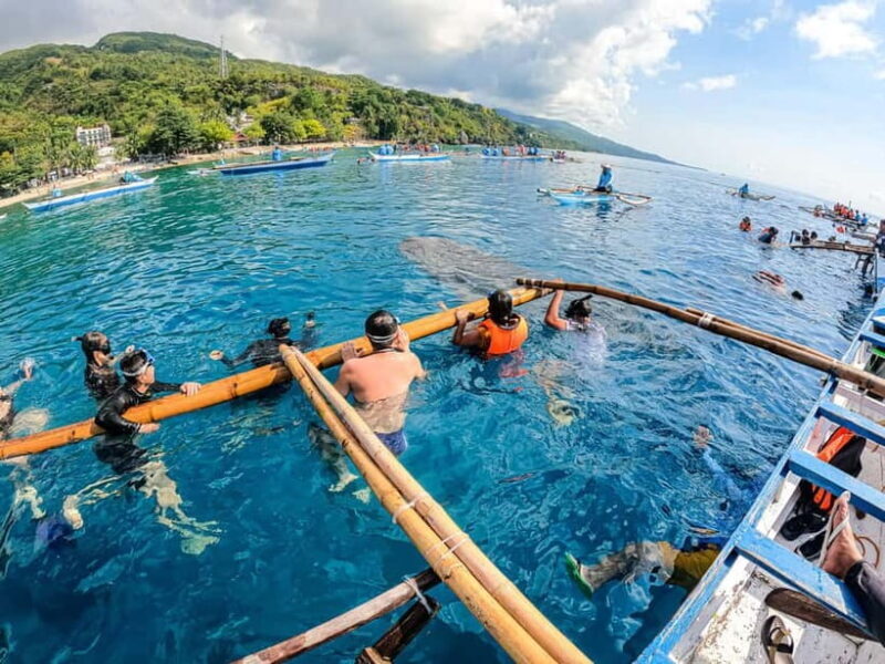 Oslob Whale Shark & Tumalog Waterfalls & Sumilon Sandbar - Introduction: What Makes This Tour Stand Out?